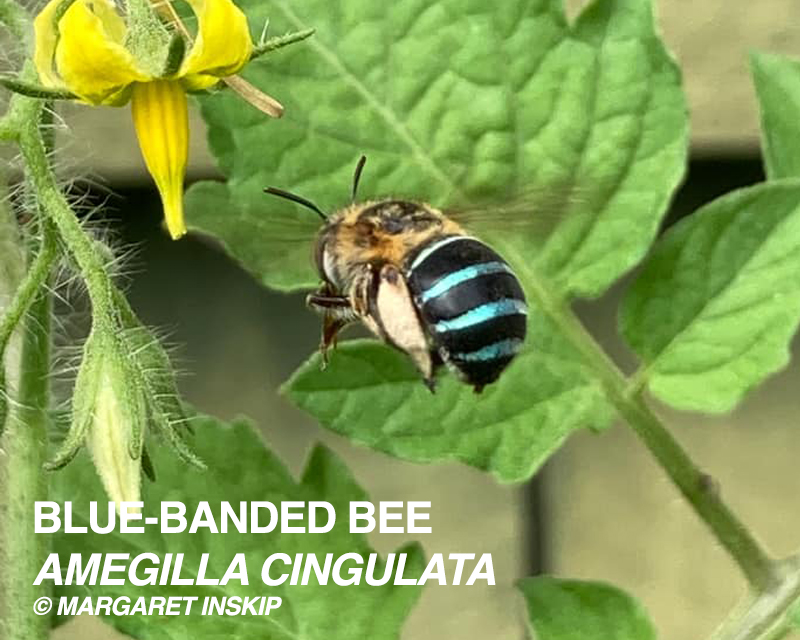 Searles | Beneficial insect - Bees