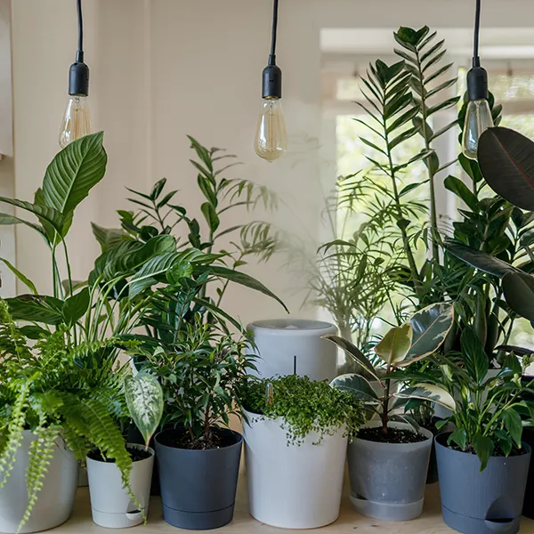 Searles | Pot plant maintenance