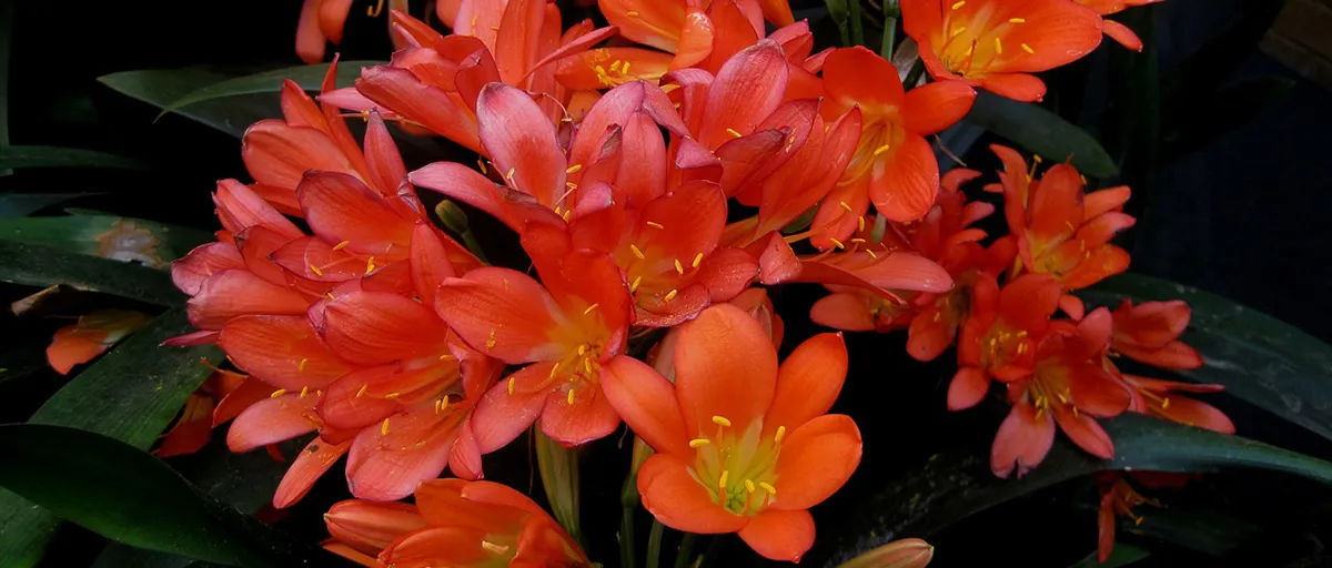 Searles | How to Grow Clivias