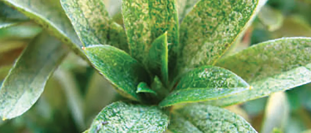 Searles | Control Azalea Lace Bug - Treatment