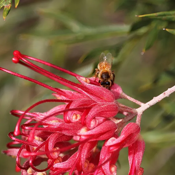 Searles | Australian Native Plants - Pest & diseases