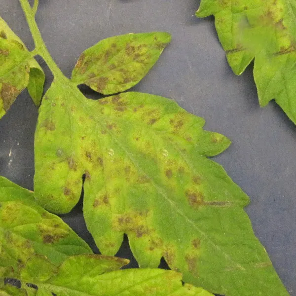 Searles | Tomato Pests and Diseases
