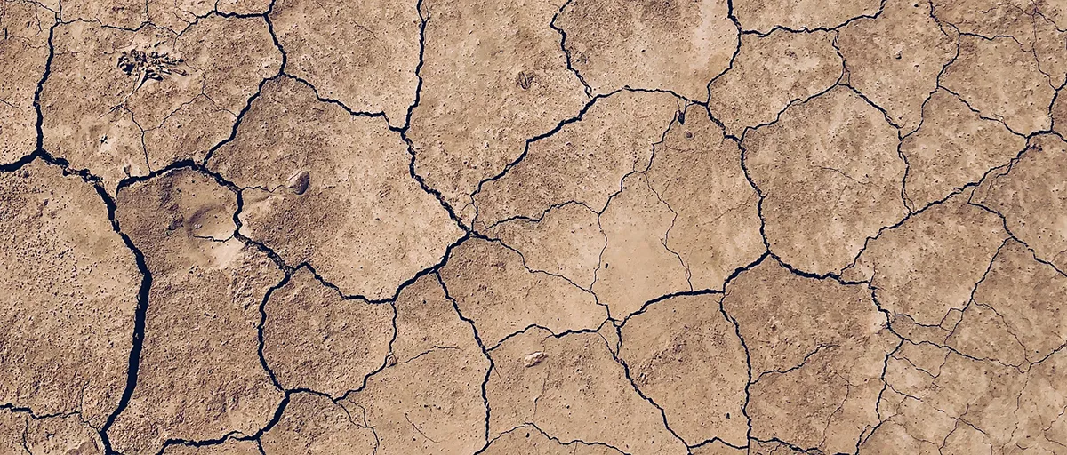 Searles | Why Is My Soil Always Dry And Repels Water?