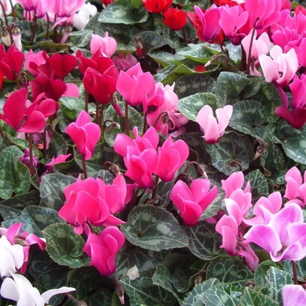 Searles | Growing Cyclamens