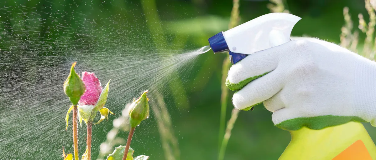 Searles | Effective spraying tips for pest control