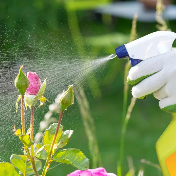 Searles | Effective spraying tips for pest control