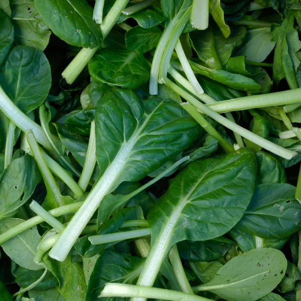 Searles | Asian Greens