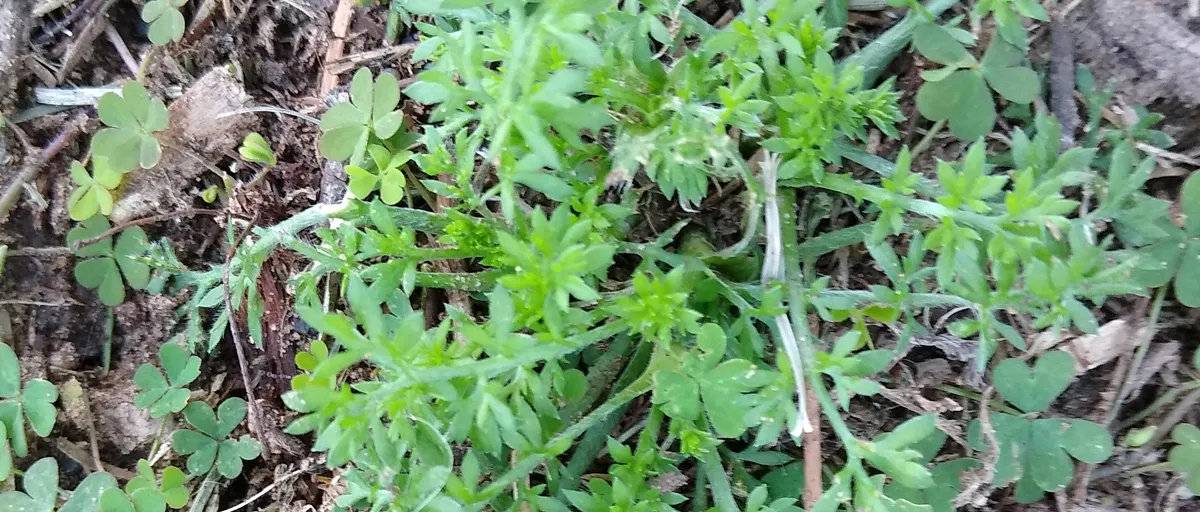 Searles | Control Bindii - Treatment