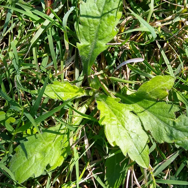 Searles | Control Fleabane - Treatment