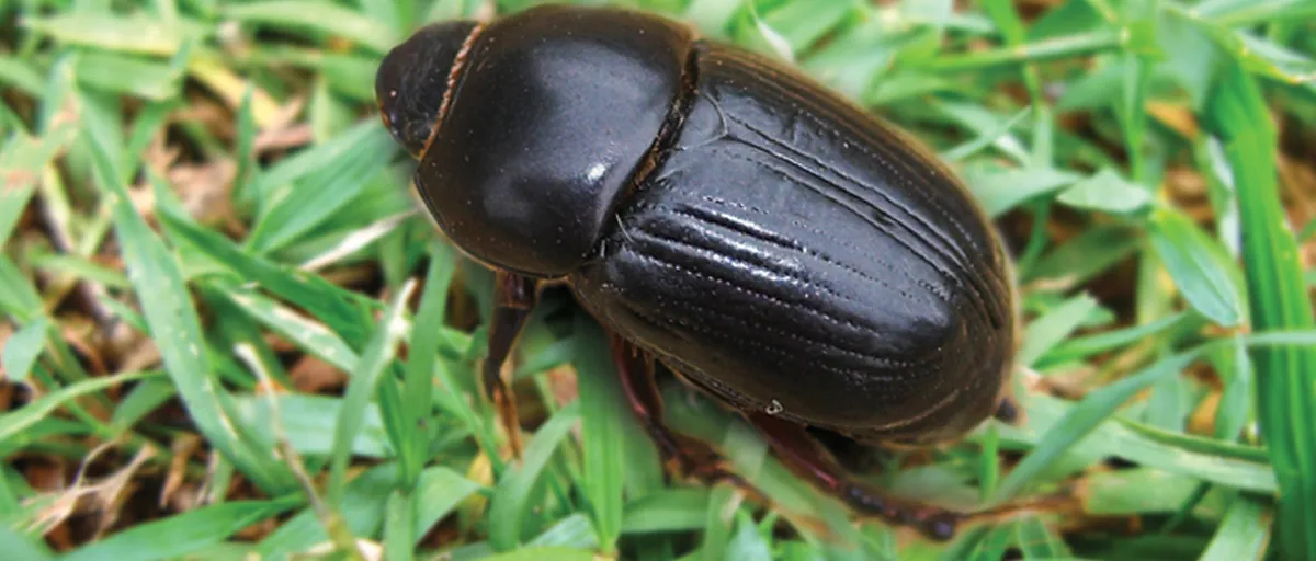 Searles | Control African Black Beetle - Treatment