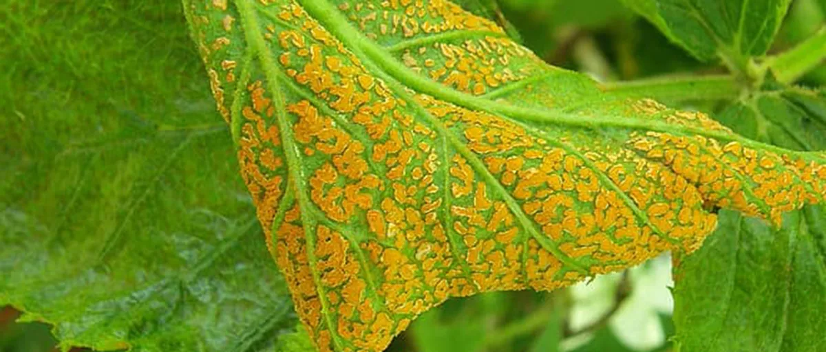 Searles | Control Plant Rust