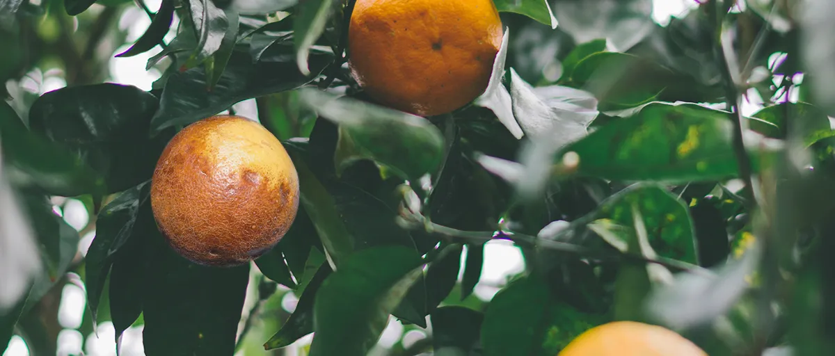 Searles | Control Melanose on plants