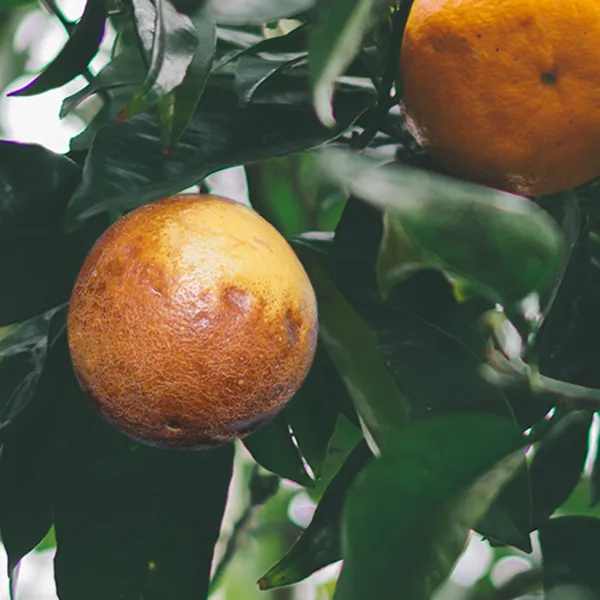 Searles | Control Melanose on plants