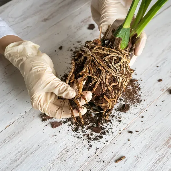 Searles | Controlling root rot in plants