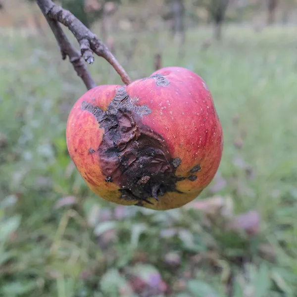 Searles | Control Brown Rot in the garden