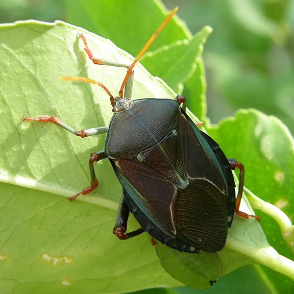 Searles | Control Bronze Orange Bug - Treatment