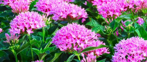 Searles | Growing Pentas