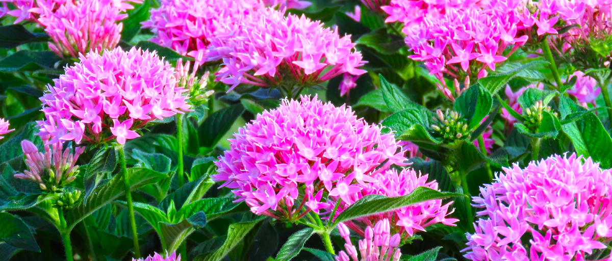 Searles | Growing Pentas