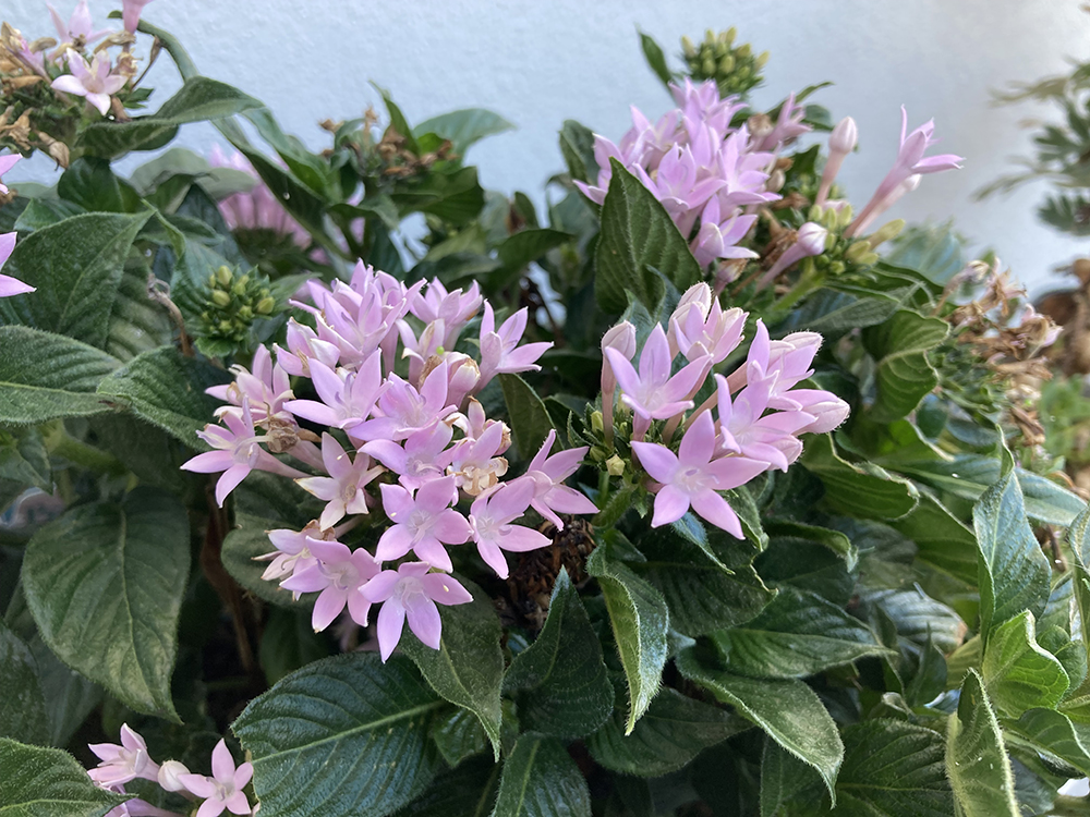 Searles | Growing Pentas