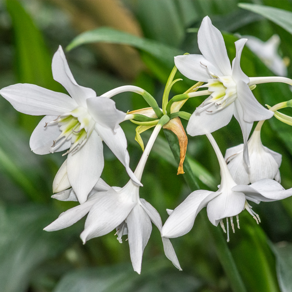 Searles | Growing Eucharis lily
