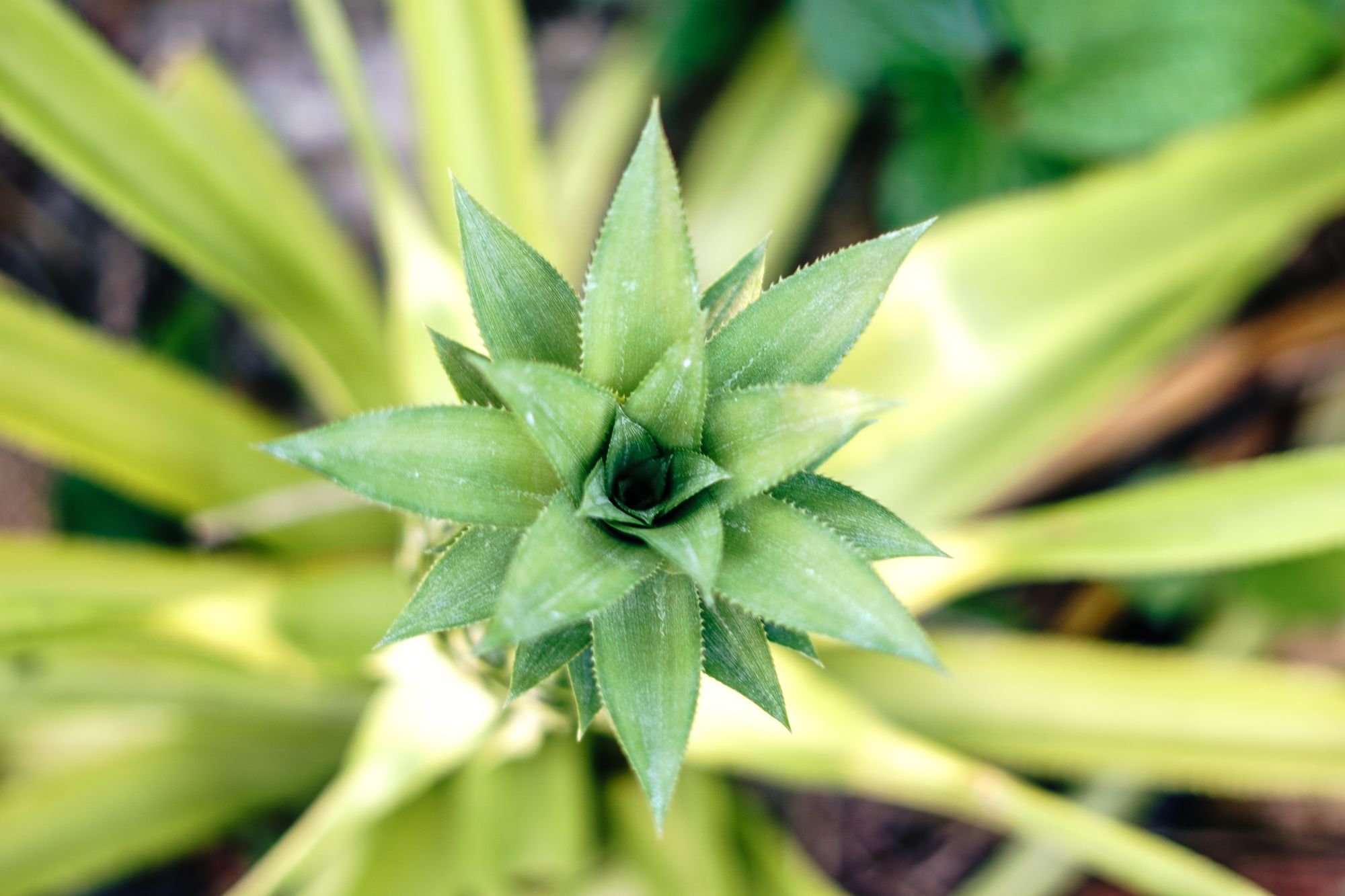 Searles | How to Grow Pineapple Tops