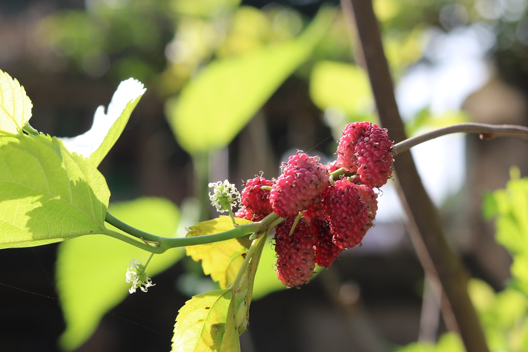 Grow Your Own Mulberry Bushes