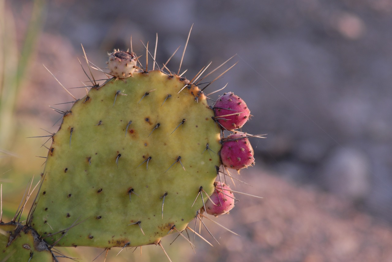 How Do You Grow Nopal?