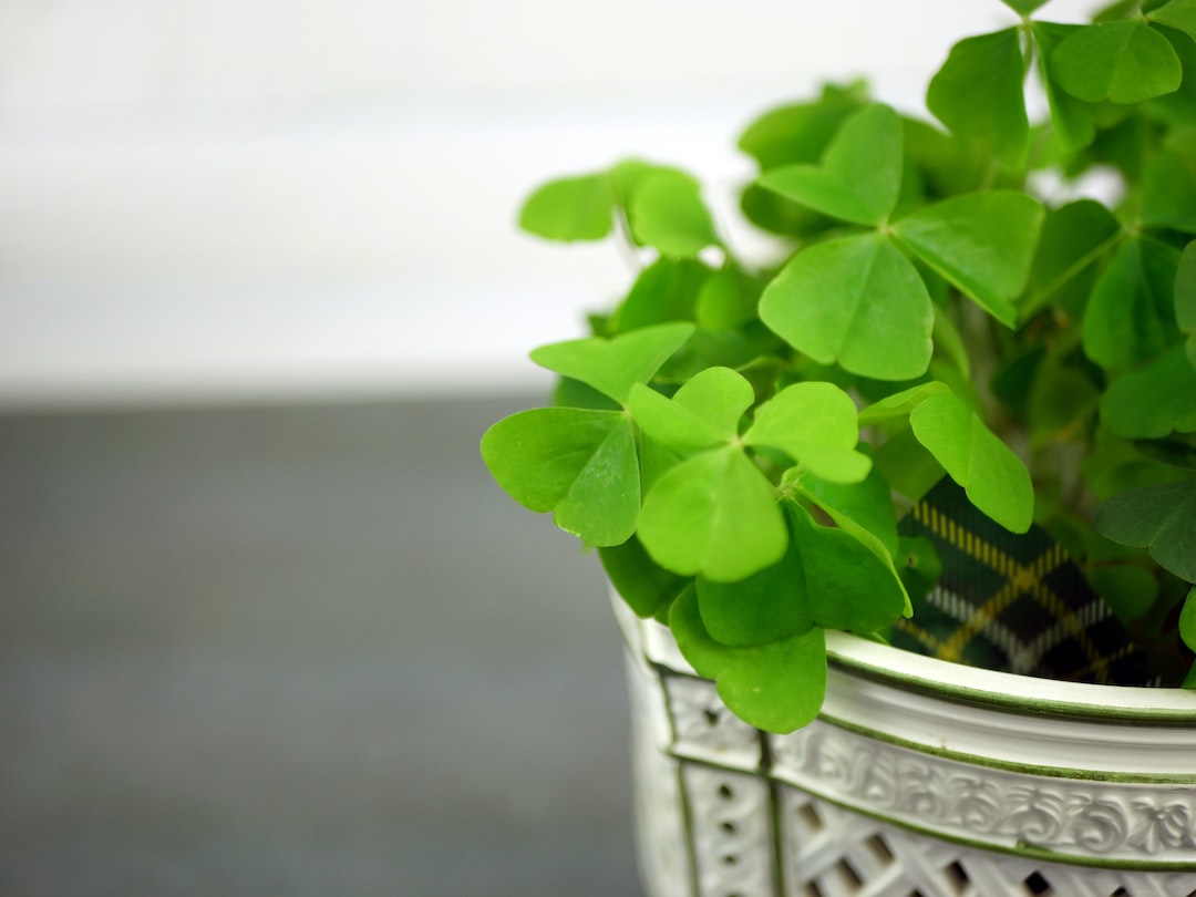 Grow Clover At Home For An Easy To Maintain Plant