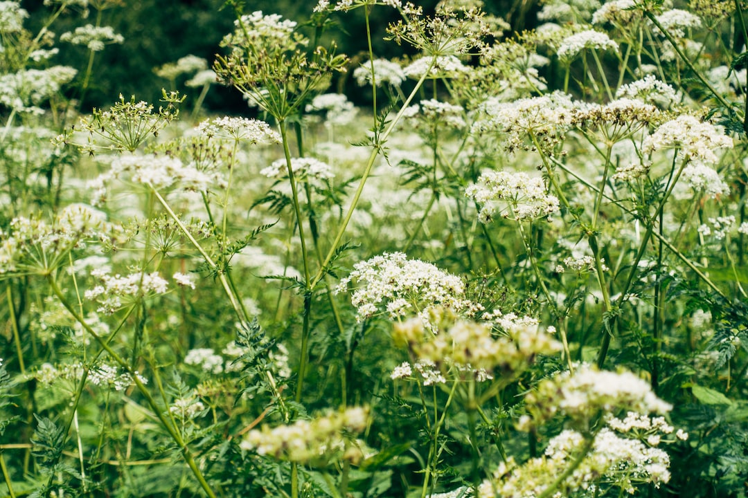 Learn How To Grow Yarrow In Your Garden And Maximize Its Benefits