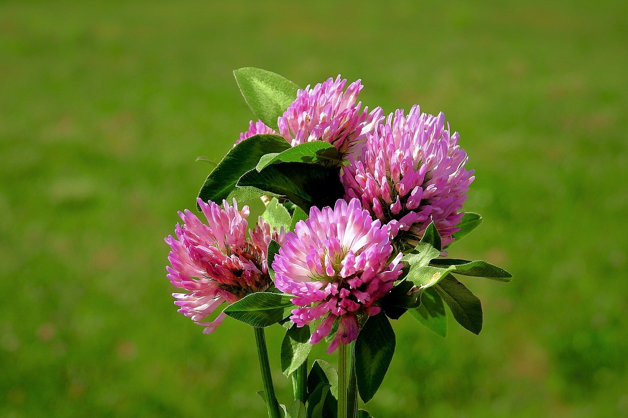 Grow Red Clover Easily With These Tips