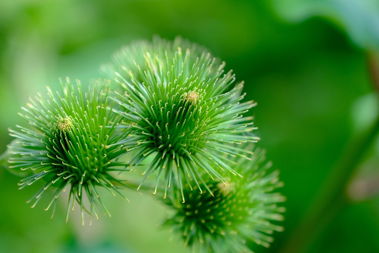 Grow Burdock Root Easily With These Steps