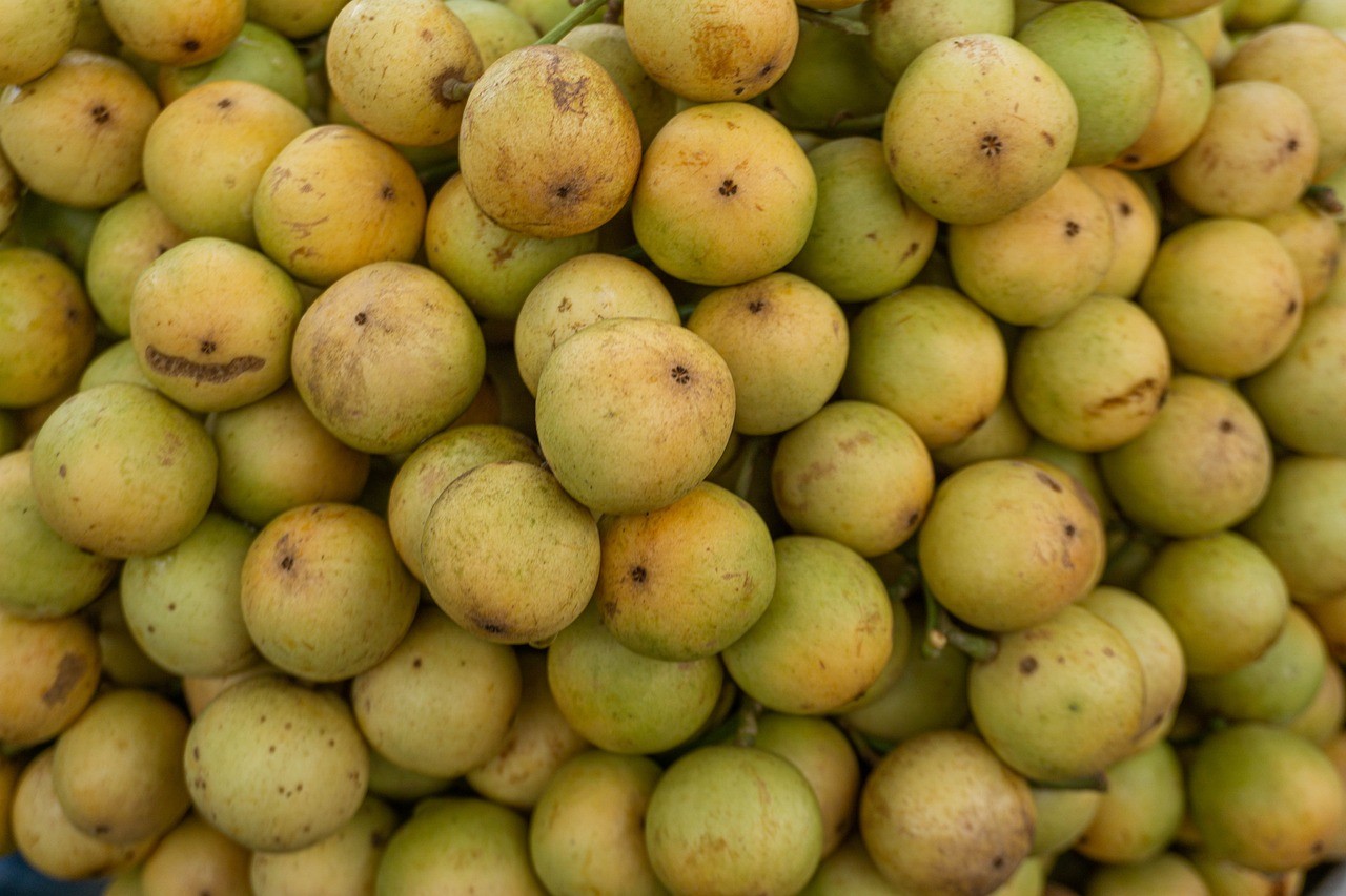 Grow Burmese Grape At Home Step By Step Guide