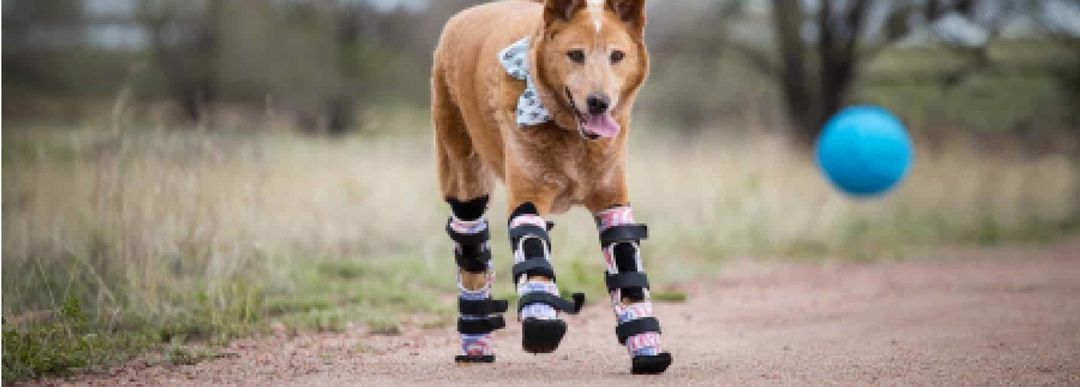 Help Your Pet | Prosthetics For Dogs Back Legs | Dog Brace For Back Leg ...