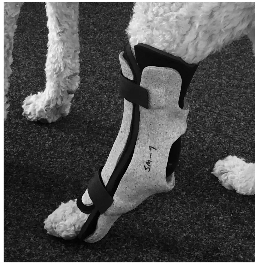 Prosthetic Solutions | Dog Prosthetics Devices | - Hock Brace, Paw ...