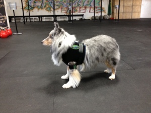 OrthoPets Hobbles Vest