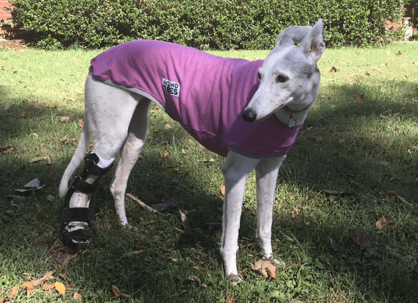 Sophie and her OrthoPets Tarsus Device (Dog Ankle Brace)