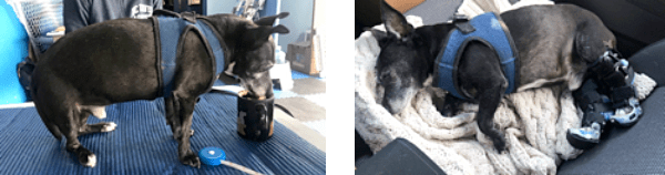 Dash and His Bilateral OrthoPets Tarsus Paw Devices (Dog Ankle Brace)