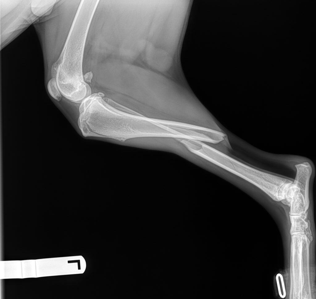 Achilles and his OrthoPets Tarsus Device (Dog ankle brace)