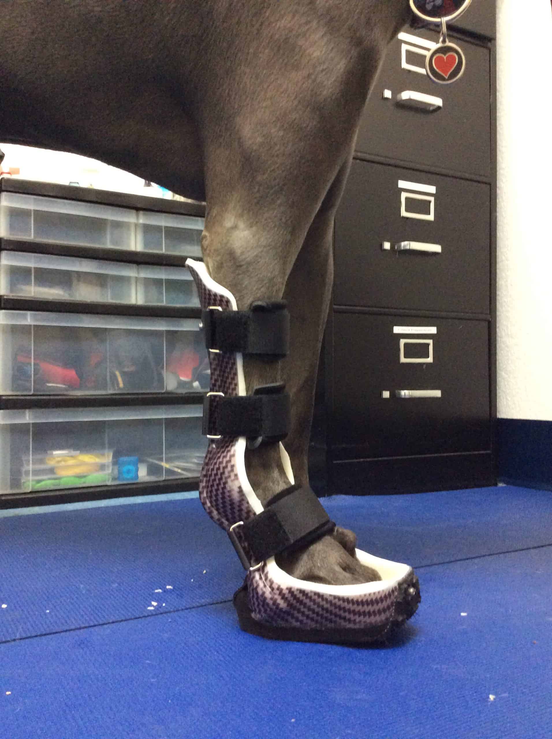 Benny and His OrthoPets Carpus Device (Dog Wrist Brace)