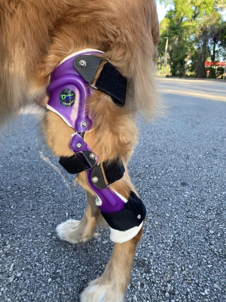 Callie and Her Stifle Device (Dog Knee Brace)