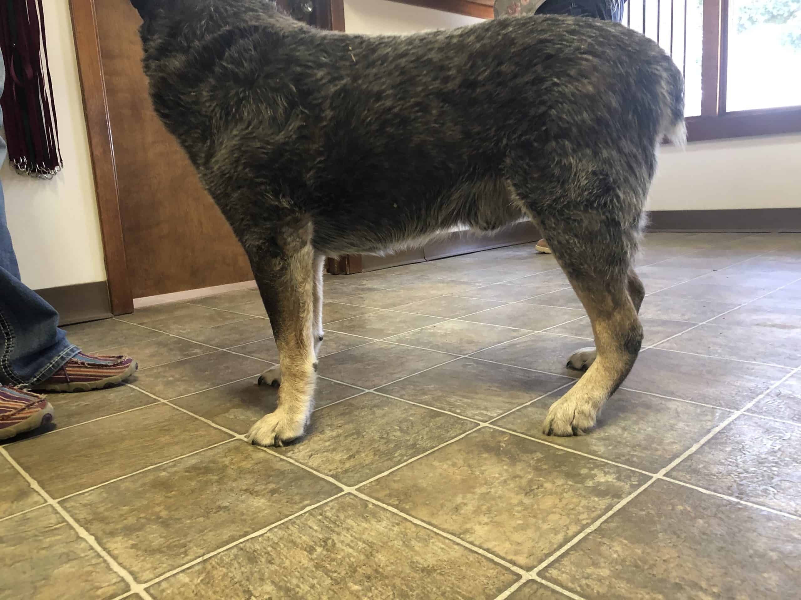 Cowboy and His OrthoPets Tarsus Device (Dog Ankle Brace)