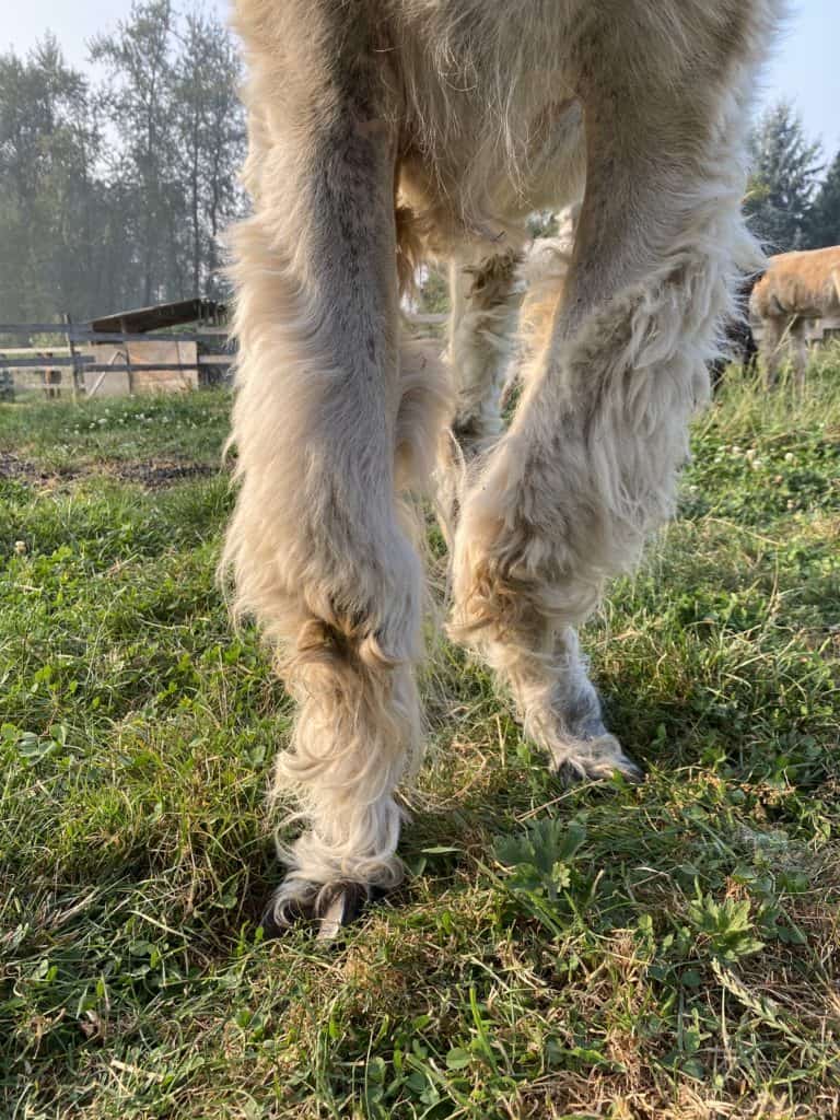 Snowman and His OrthoPets Bilateral Carpus/Hoof (Llama Wrist/Hoof ...