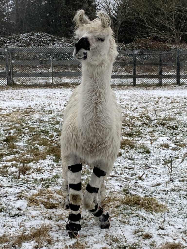 Snowman and His OrthoPets Bilateral Carpus/Hoof (Llama Wrist/Hoof ...
