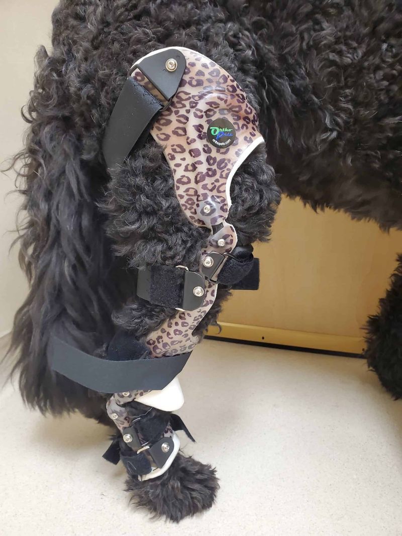 OrthoPets – Veterinary Orthotics And Prosthetics