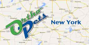 Samson and his OrthoPets Prosthetic Device