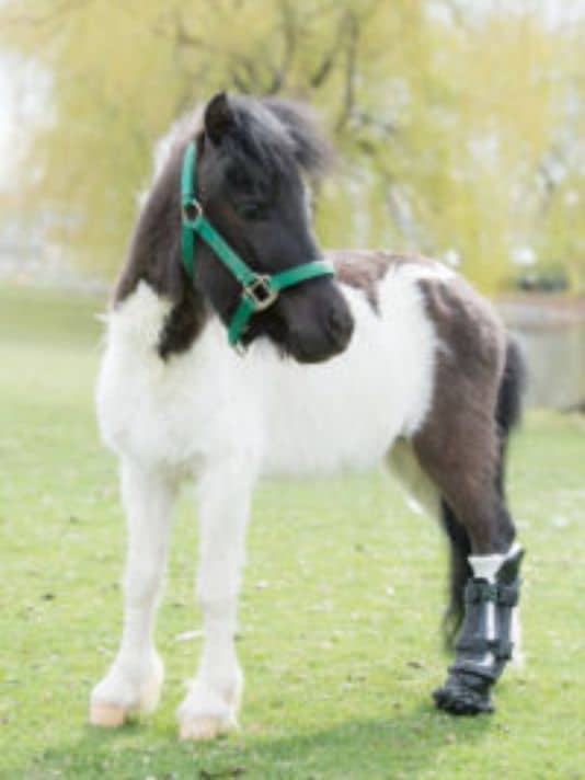 Mini horse gets his groove back with special prosthetic hoof