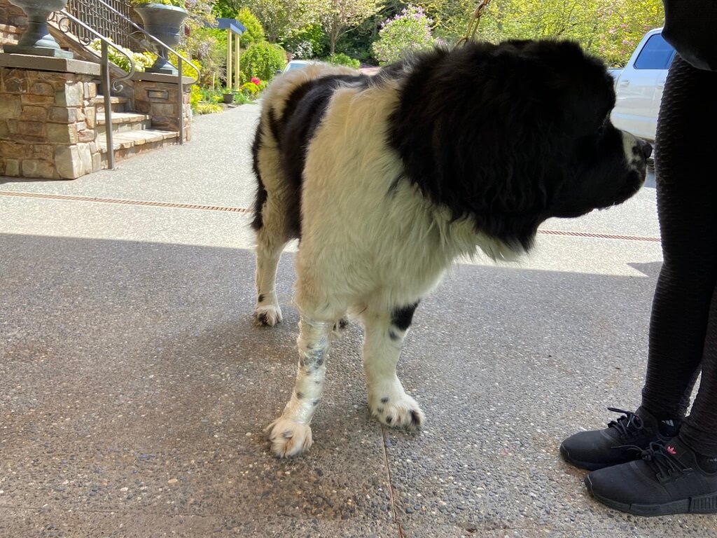 Carpal Valgus in Dogs: Causes and Ways to Help Your Dog