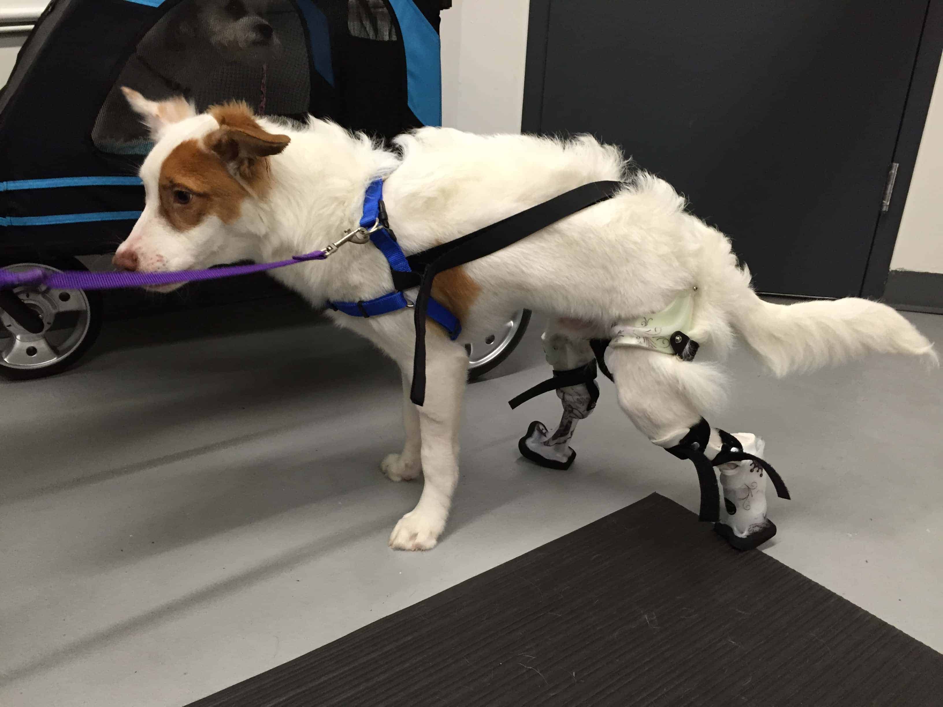 Baby Joey and his OrthoPets Prosthetic Devices