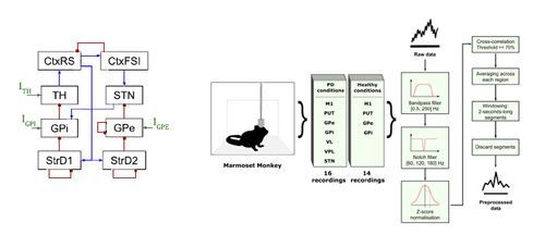 Models · NetPyNE – Open source package for neuronal networks