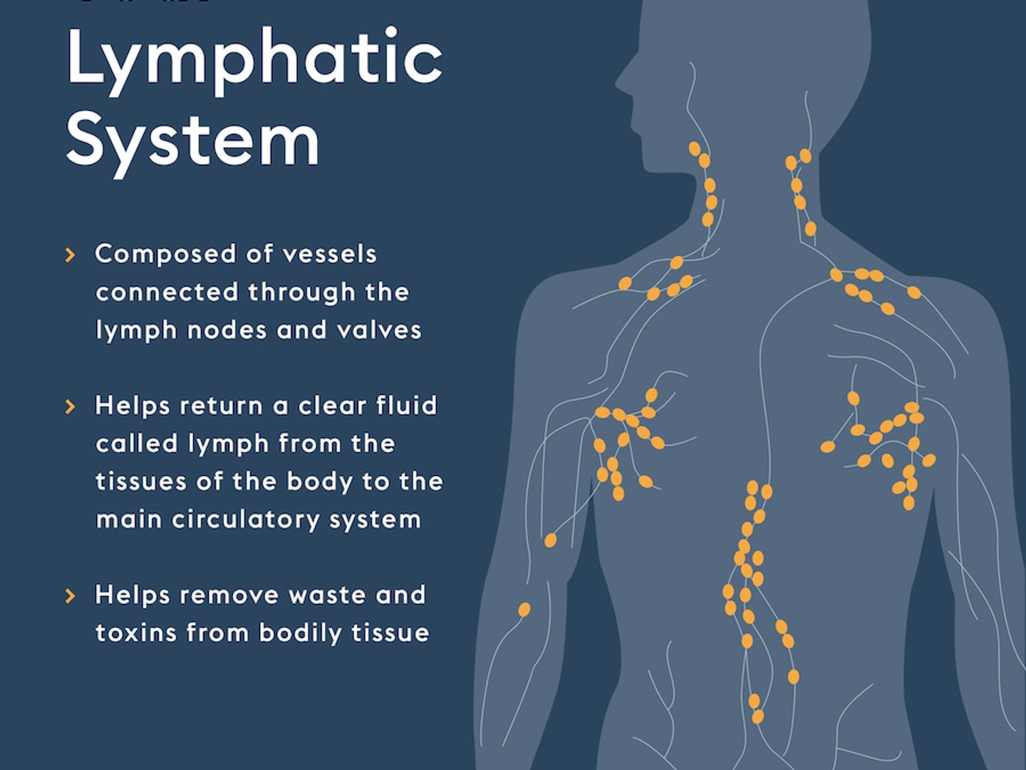 Demystifying the Process of Lymphatic Drainage - Tony Ly